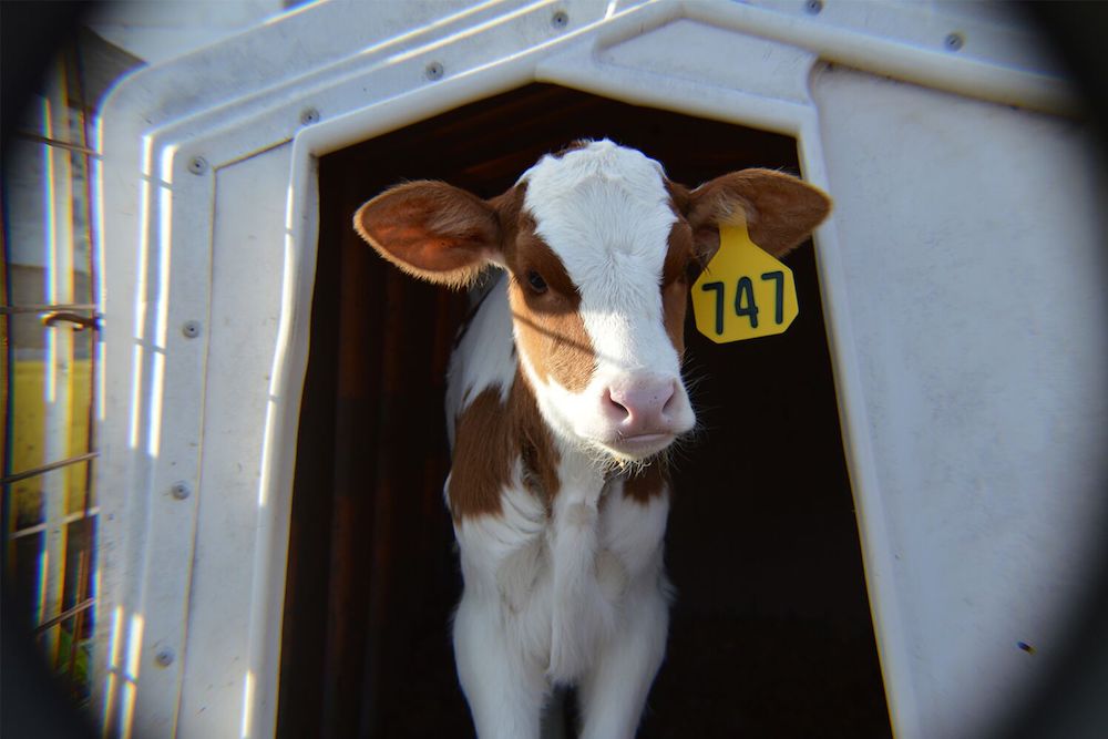 Dairy Calf & Heifer Association (DCHA) - First Pioneer Insurance Agency ...